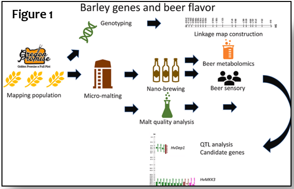 Figure 1 – Craft Maltsters Guild
